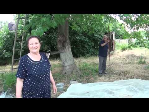 Tut bəkməzinin hazırlanması hansı mərhələlərdən keçir?