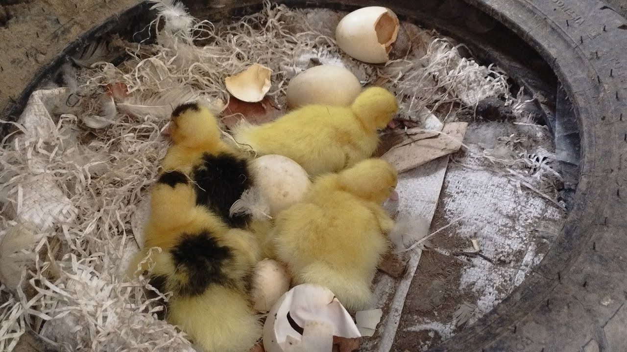 WOW AMAZING!!! One Day Old Duckling, Cute Ducklings, and Beautiful ...