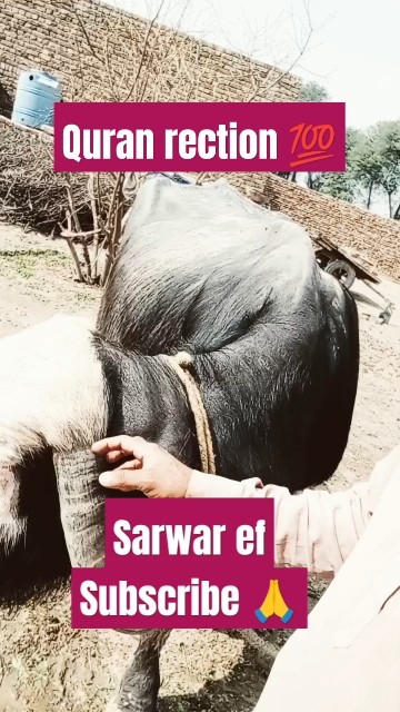 Quran dova Allah almighty #quran #islamicvideo #islam #india #reels ...