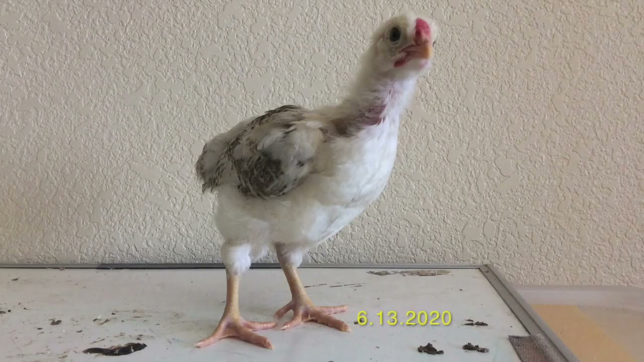 From Baby Chick To Mean Rooster Barnyard Mix Timelapse Superspeed ...