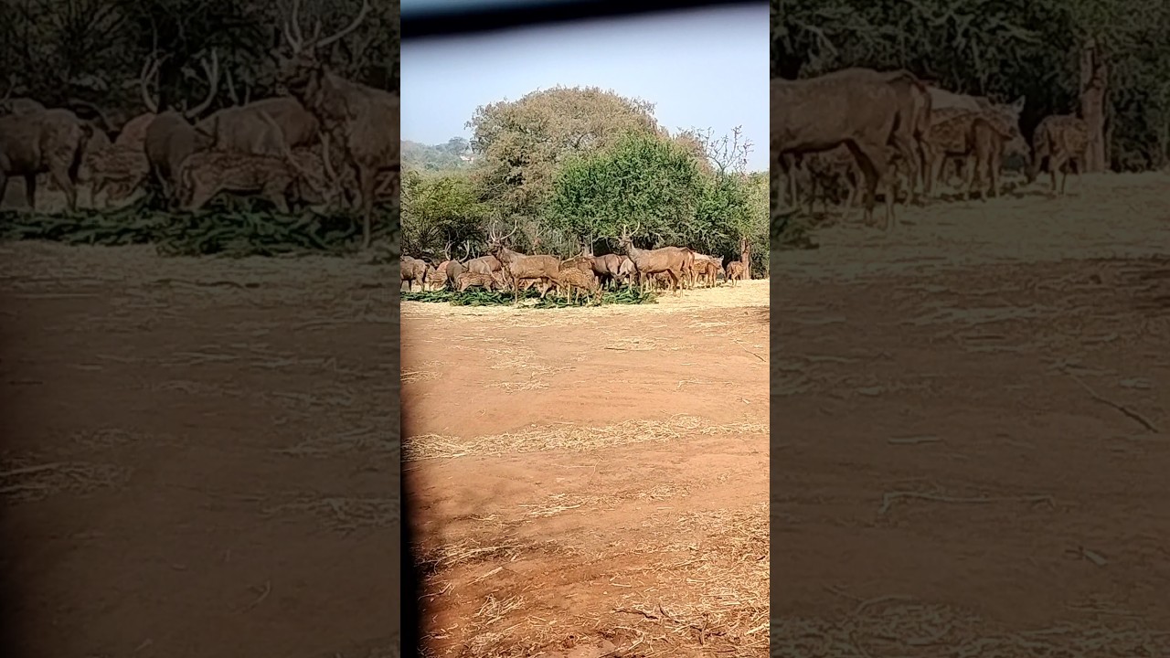 Dears 💕/ @rehanshrvlogs #dear #animals - YouTube
