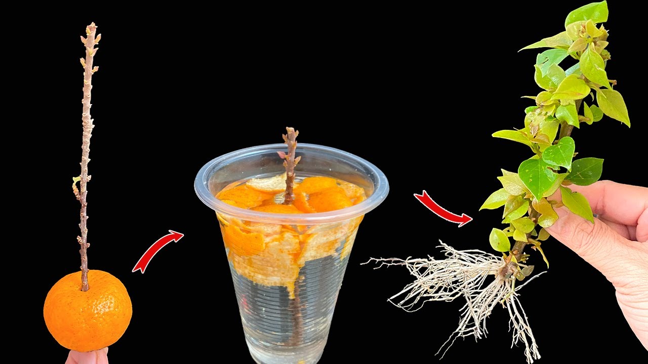 Just with tangerine peel! Bougainvillea grows thousands of buds on just ...