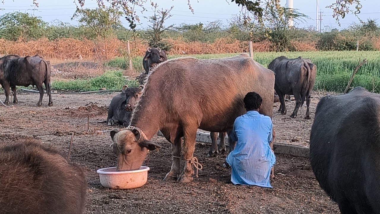 Banni Breed. Banni buffalo top breeding. - YouTube