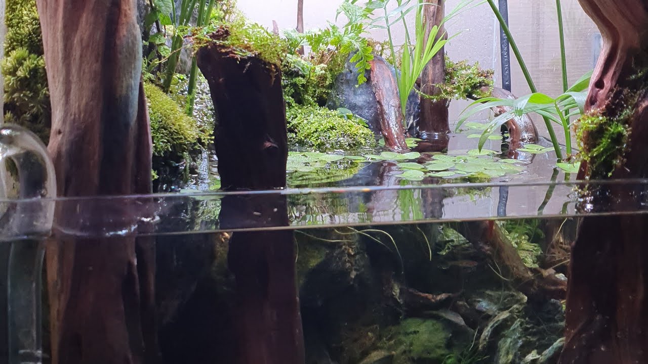 30하이큐브 팔루다리움 정글룩으로(30high cube paludarium jungle style) - YouTube