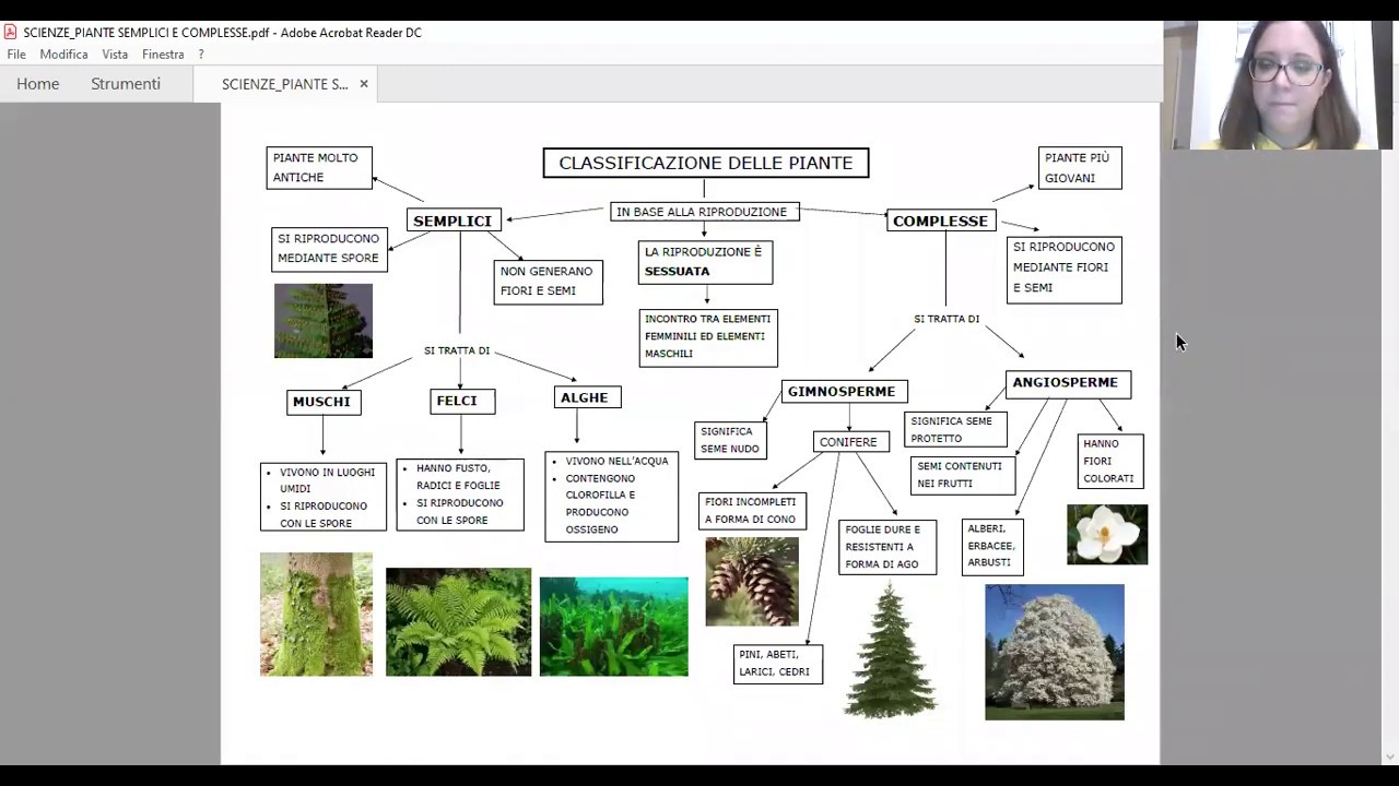 SCIENZE - Piante semplici e piante complesse. - YouTube