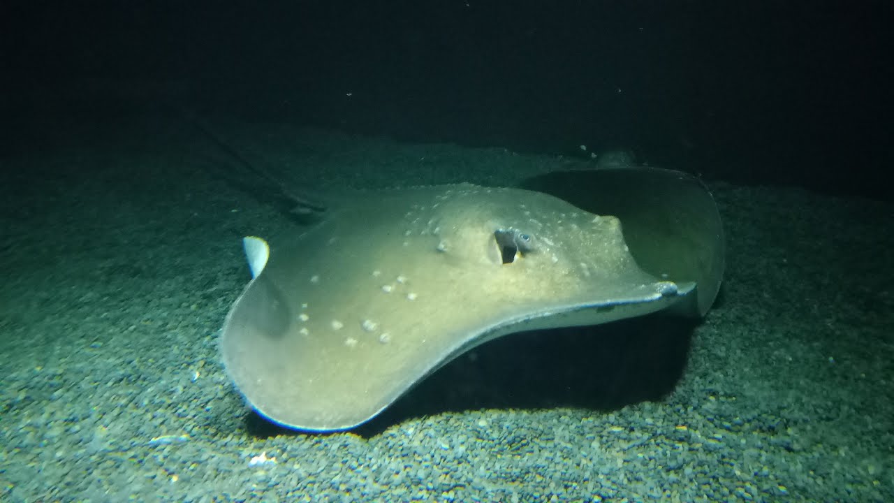 Roughtail Stingray Feeding Time (Baltimore Aquarium) - YouTube
