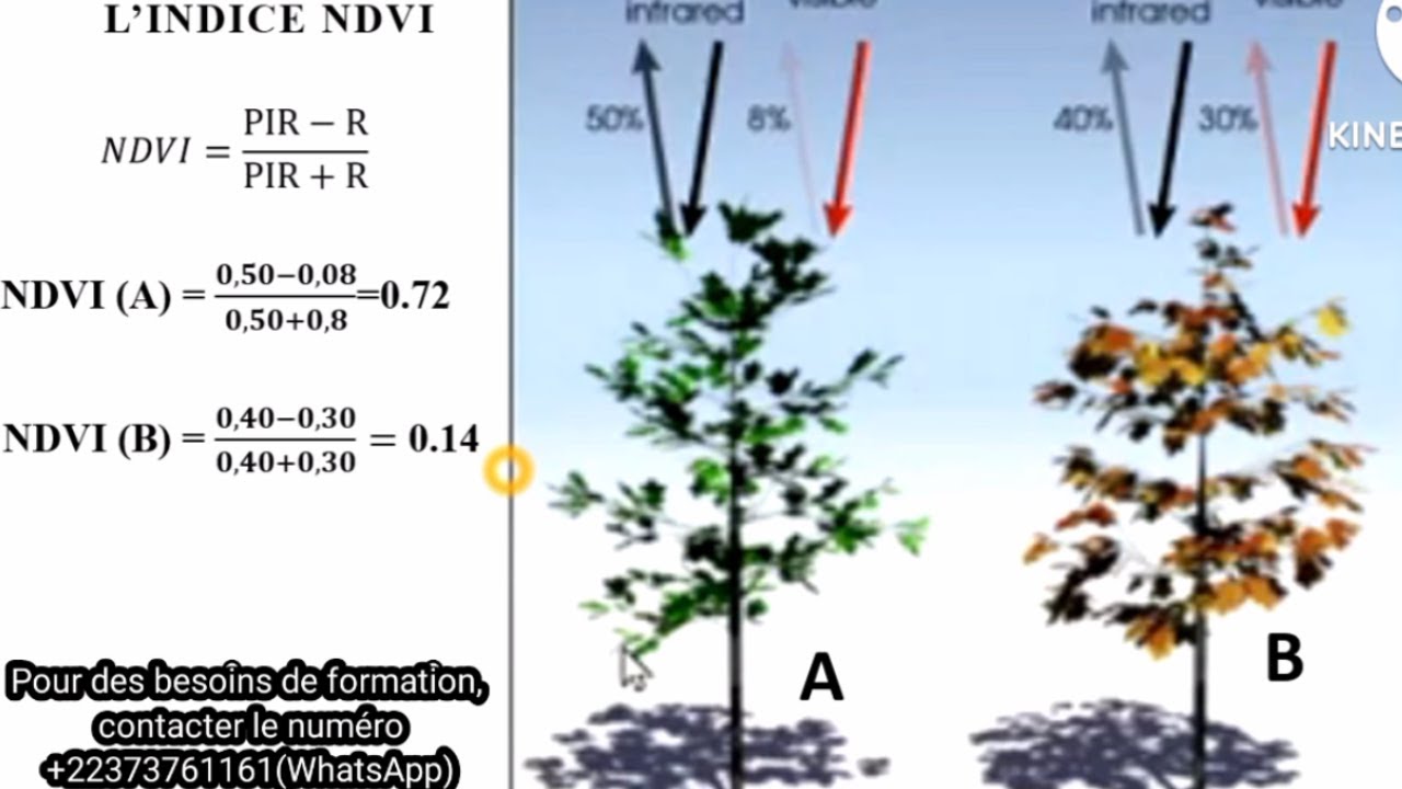 Comment calculer L'indice NDVI de la végétation - YouTube