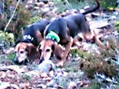 ΚΥΝΗΓΙ ΛΑΓΟΥ ...εκτίναξη στο άπειρο! - YouTube