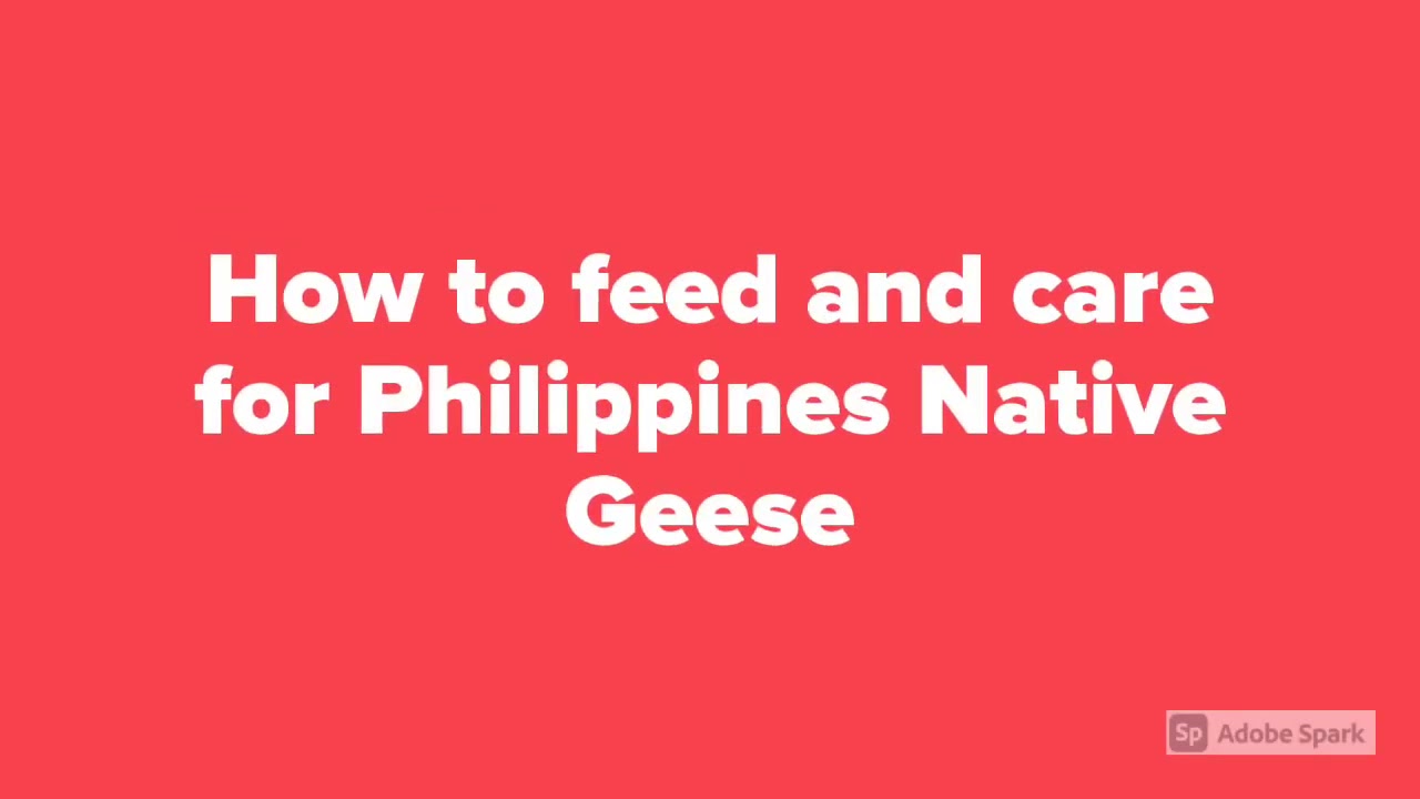 How to grow the geese in the Philippines - YouTube