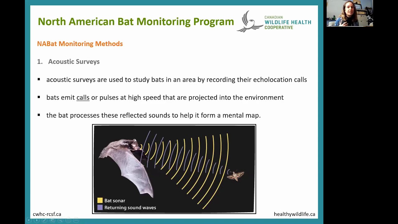 North American Bat Monitoring Program - YouTube