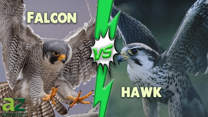 Falcons And Hawks Ever