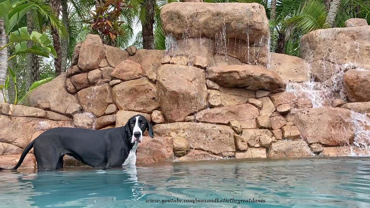Happy Great Dane Enjoys Her First Waterfall Dip & Sip - YouTube