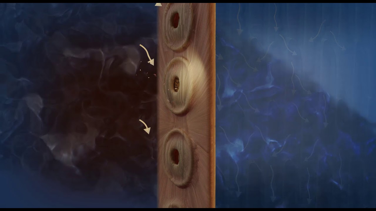 How xylem filters work - YouTube