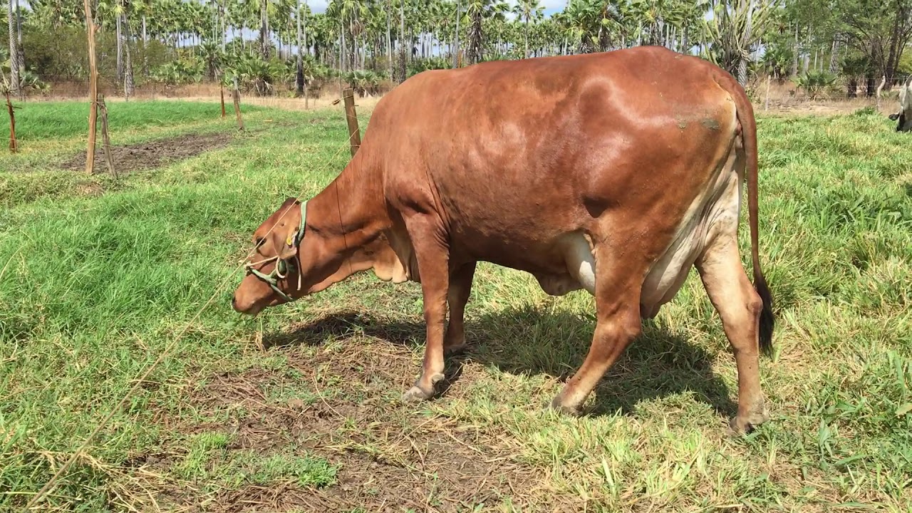 Animais Sinjer (F1 de Sindi x Jersey) - YouTube