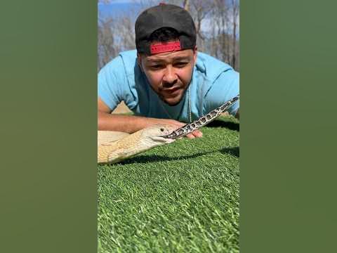 Monocled COBRA Eats Python 🐍 - YouTube