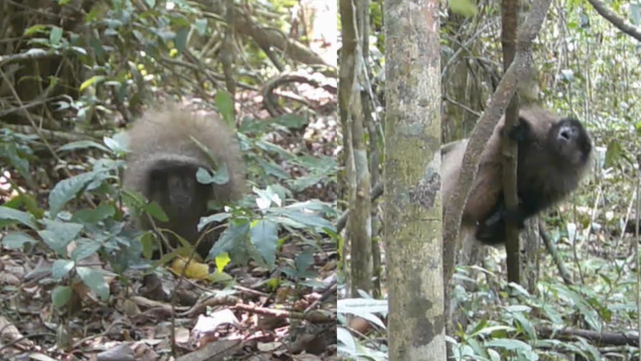 MACACO GUIGÓ/SAUÁ E SAGUI!! VEADO-CATINGUEIRO, TAMANDUÁ E MAIS! - YouTube