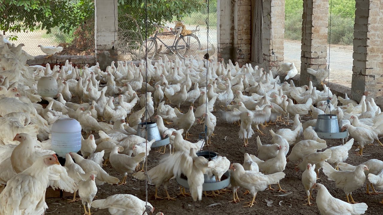 Poultry Farming | Chicken Farming | Chicken Egg | Egg Farm | Part 48 ...