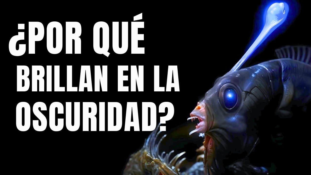 ¿Por Qué Brillan? El Secreto De Los Animales Bioluminiscentes - YouTube