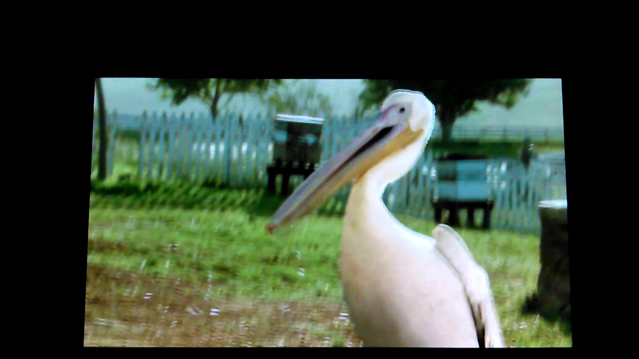 Racing Stripes goose scene 1 - YouTube