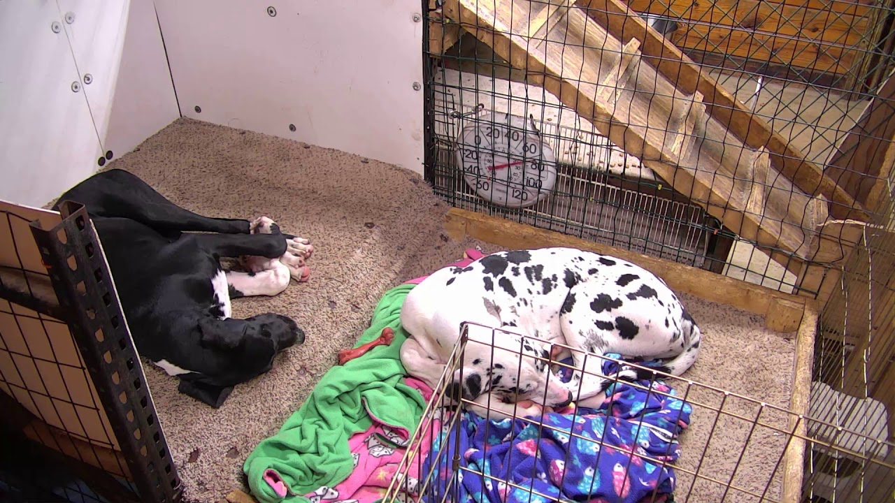 Great Dane Indoor Puppy Room 08-10-2018 12:53:56 - 13:53:59 - YouTube