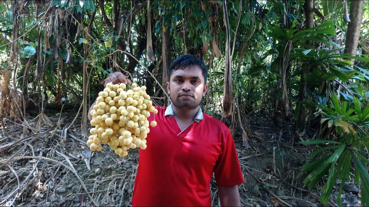 I Andaman fruit kusum I Kusum Fruit I Yellow Fruit I Vitamin C Fruit I ...