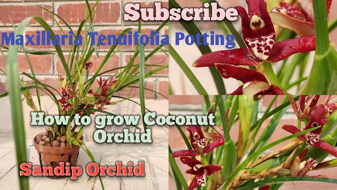 How to grow Coconut Orchid in home?Maxillaria Tenuifolia Care।।Ideal ...