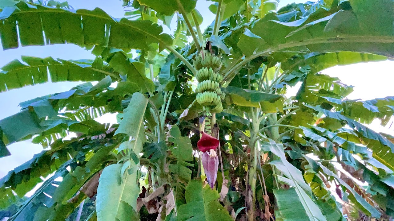 Discovering Mombasa: From Bustling Roads to Makupa Circus on Foot # ...