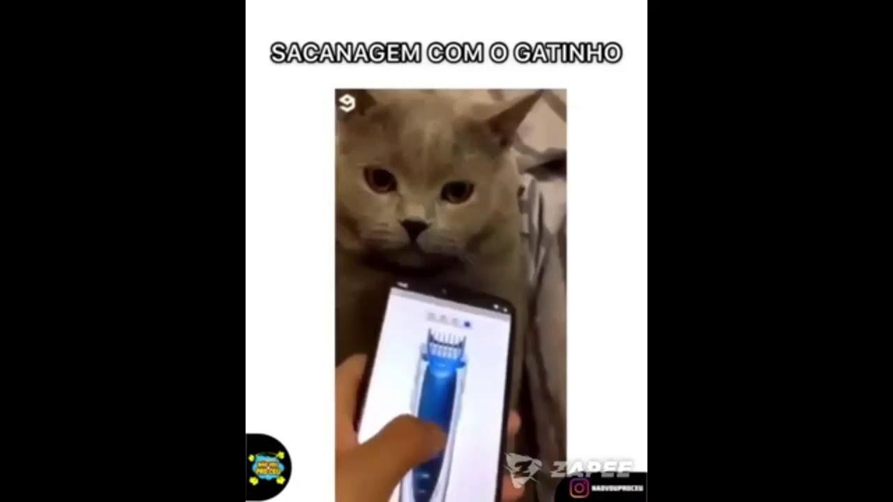 Melhores memes do zappe : Pt 1 - YouTube