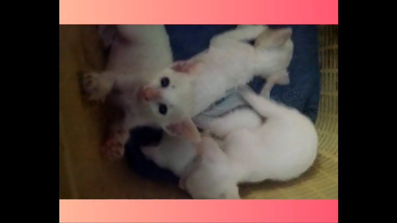 cutest kittens clips / cat video - YouTube