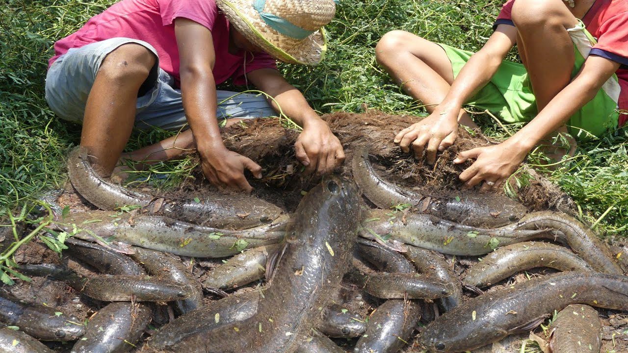 Amazing Dry Season Catch Biggest Fish - Best Video Catch Fish in Season ...