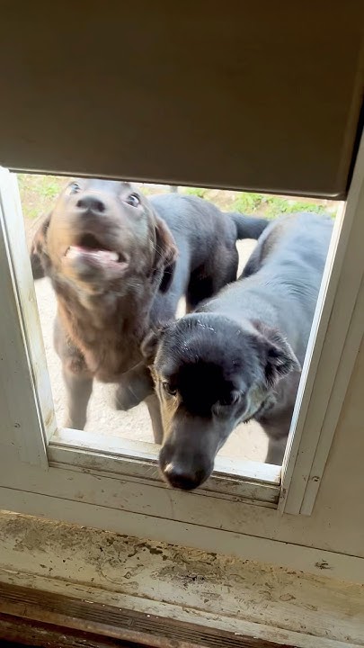 crackhead behavior when daddy is gone too long 🤣🥹 #dogs #dogshorts ...