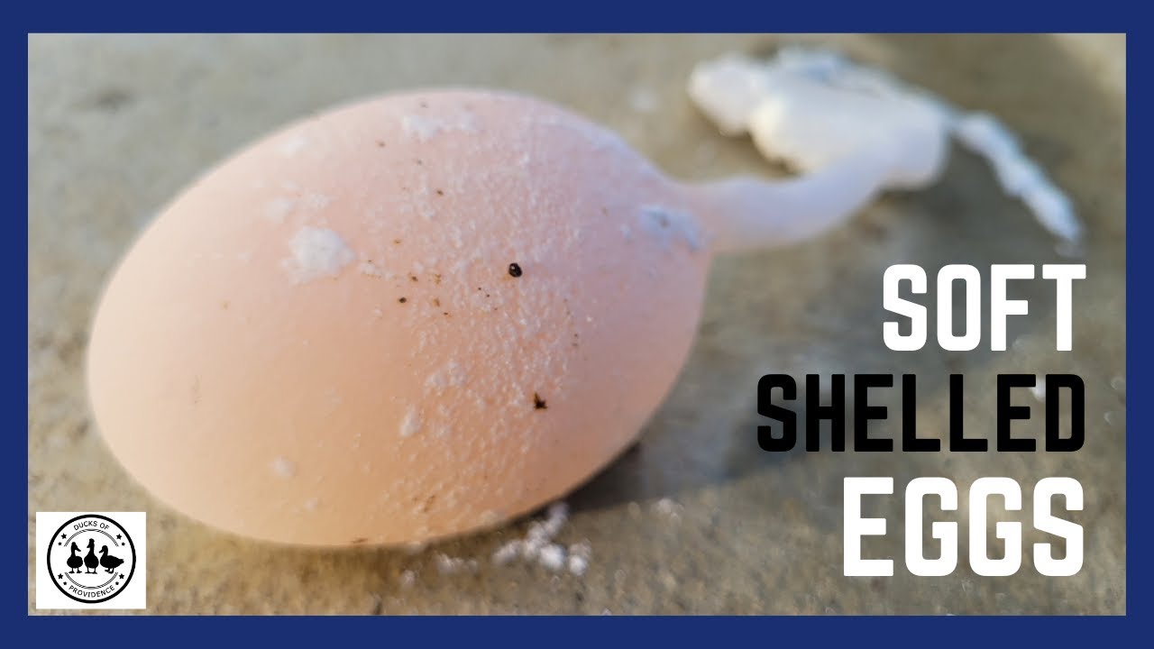 What are soft shelled eggs? What causes them and how to treat your ducks? - YouTube