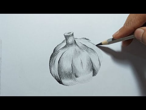How to draw garlic || shedding drawing for beginners - YouTube