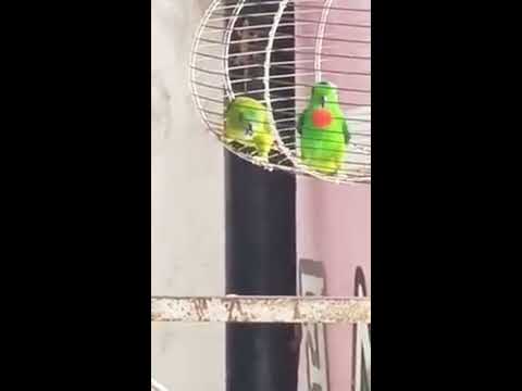 burung serindit hijau main liur..