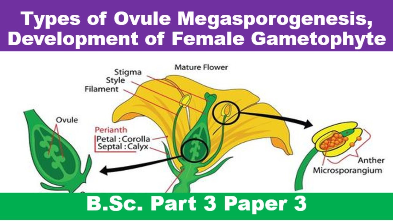 B.Sc. Part 3 Botany Paper 3 Types of Ovule - YouTube