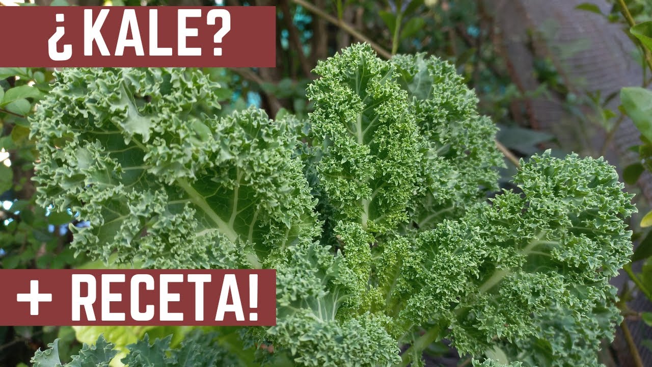 Todo Sobre el KALE - Desde la Semilla a la Mesa (Receta Incluida) - YouTube