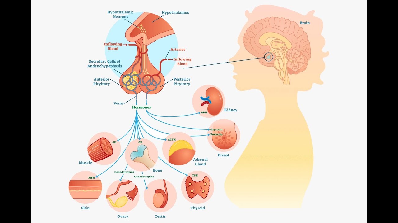 Thyroid stimulating hormone TSH producing Pituitary Adenoma or ...