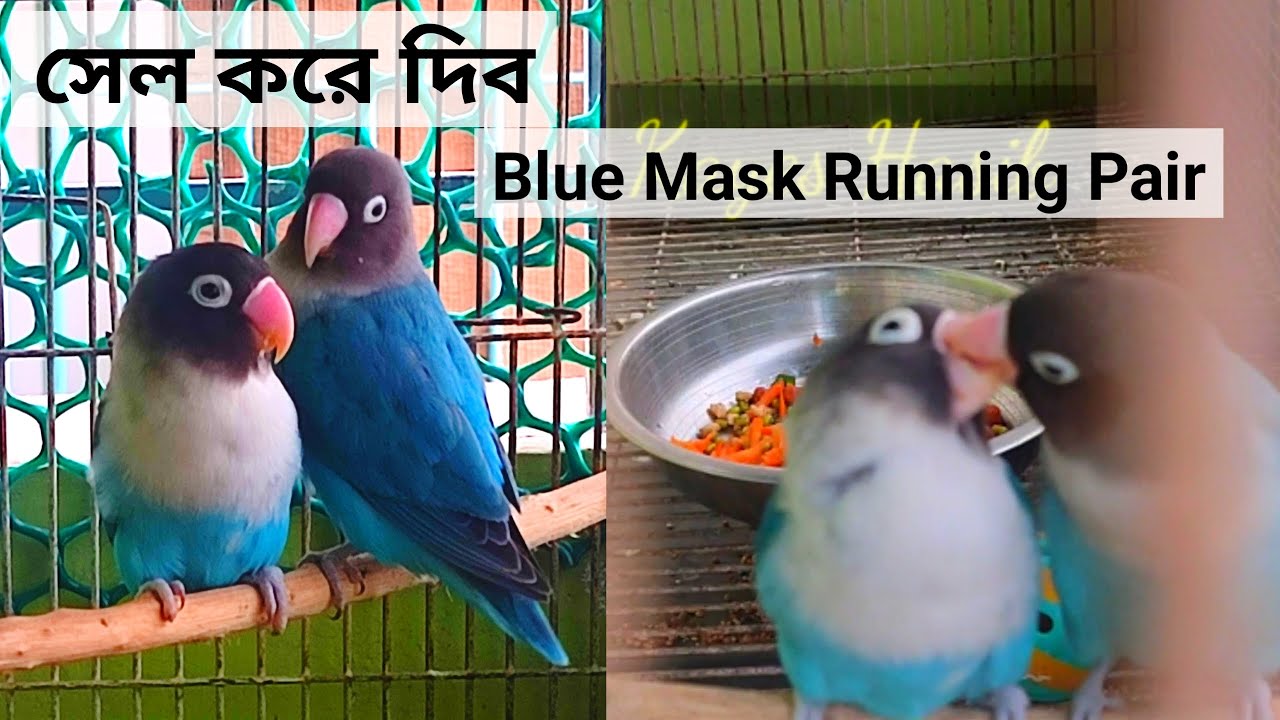 Blue Mask Lovebird Breeding Pair - YouTube