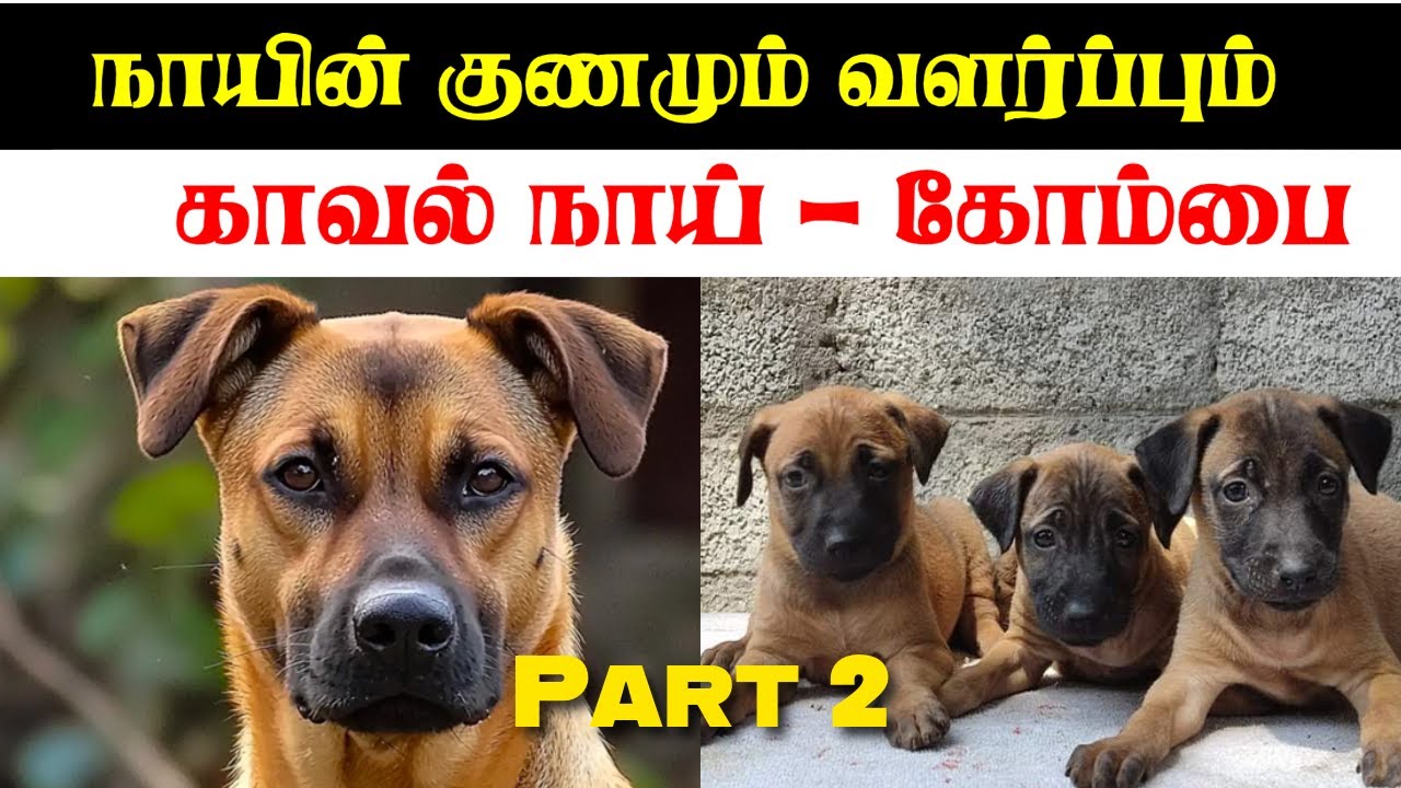 Kombai – Not for Everyone | How to Keep Them Right & Understand Their ...