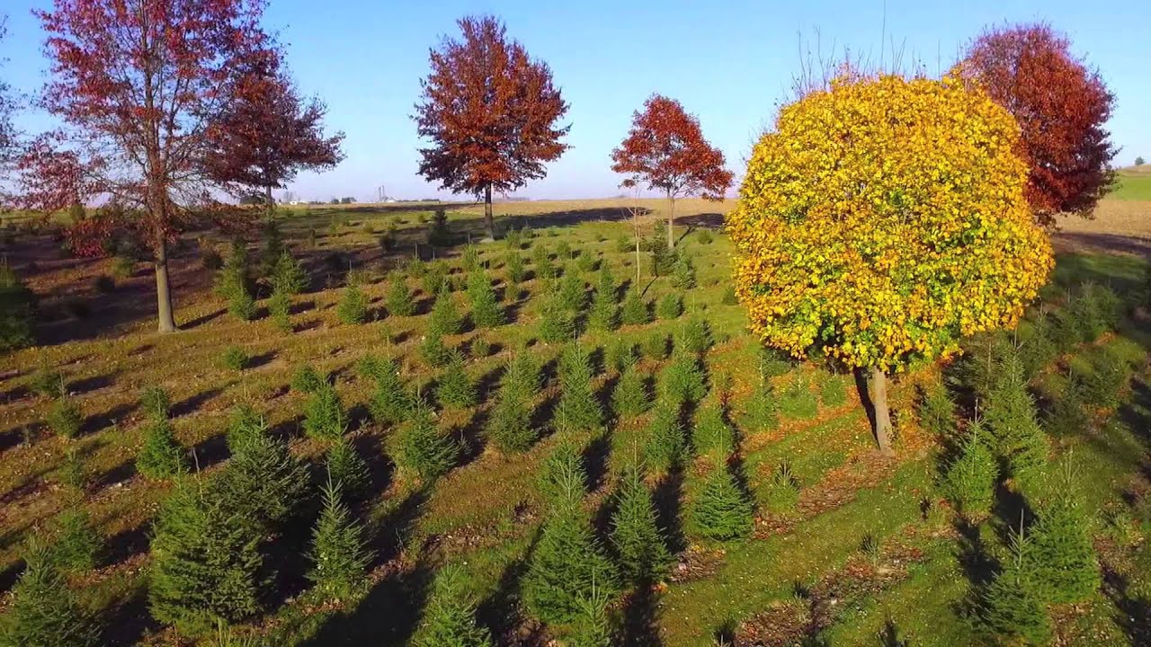 Camelot Christmas Trees 2015 - YouTube