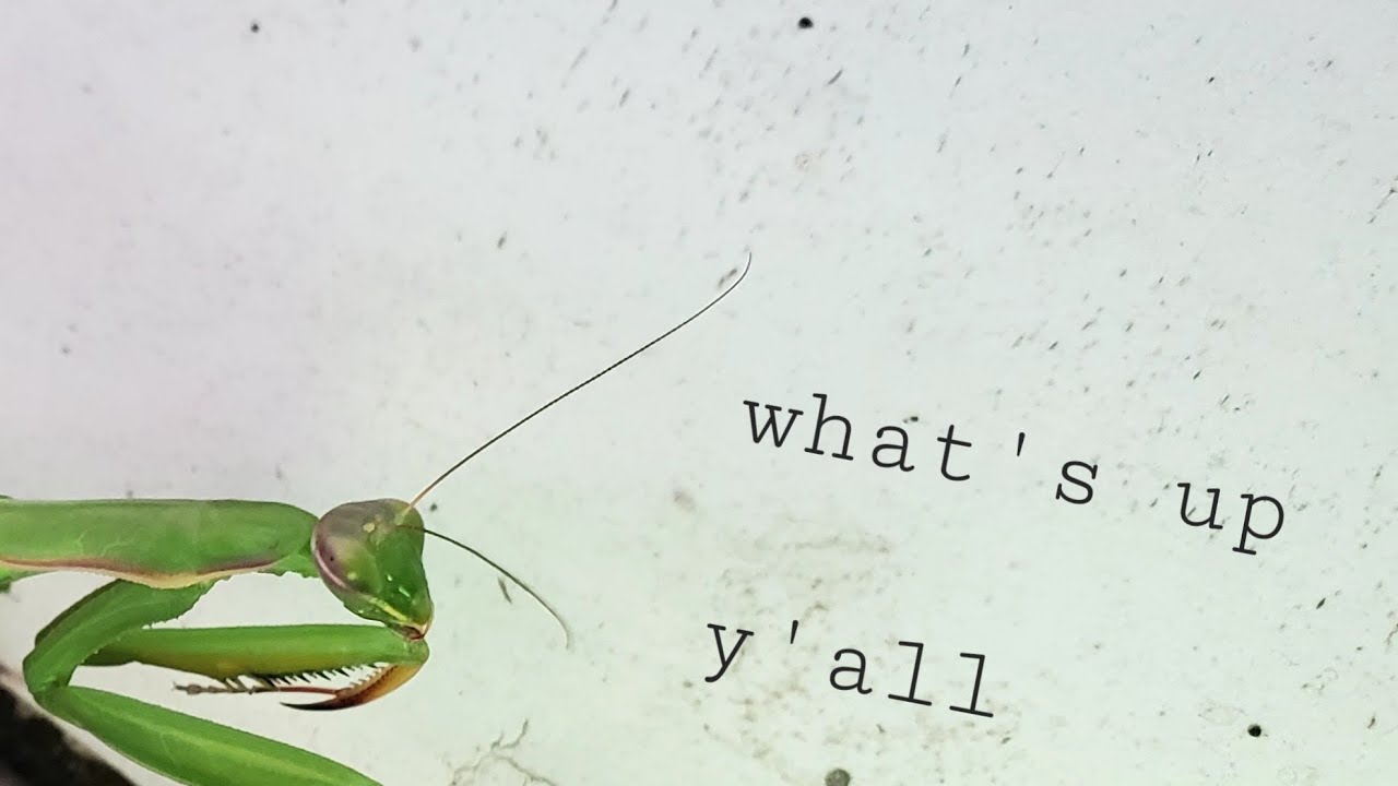 Praying Mantis short - YouTube
