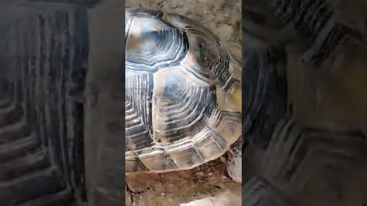 The fastest turtle in the world 😂😂😂 - YouTube