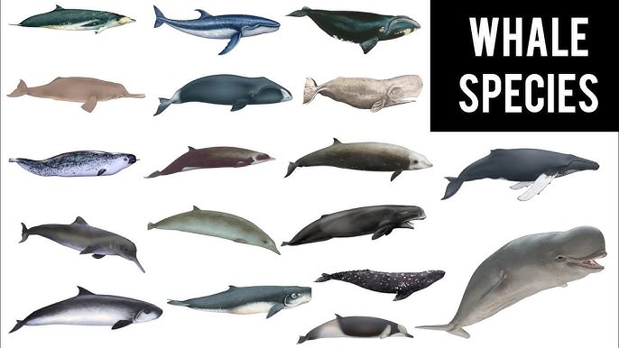 Different Types Of Whales