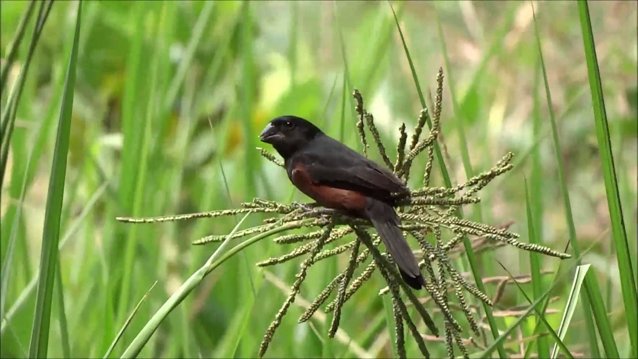 Pássaros da Amazônia - YouTube