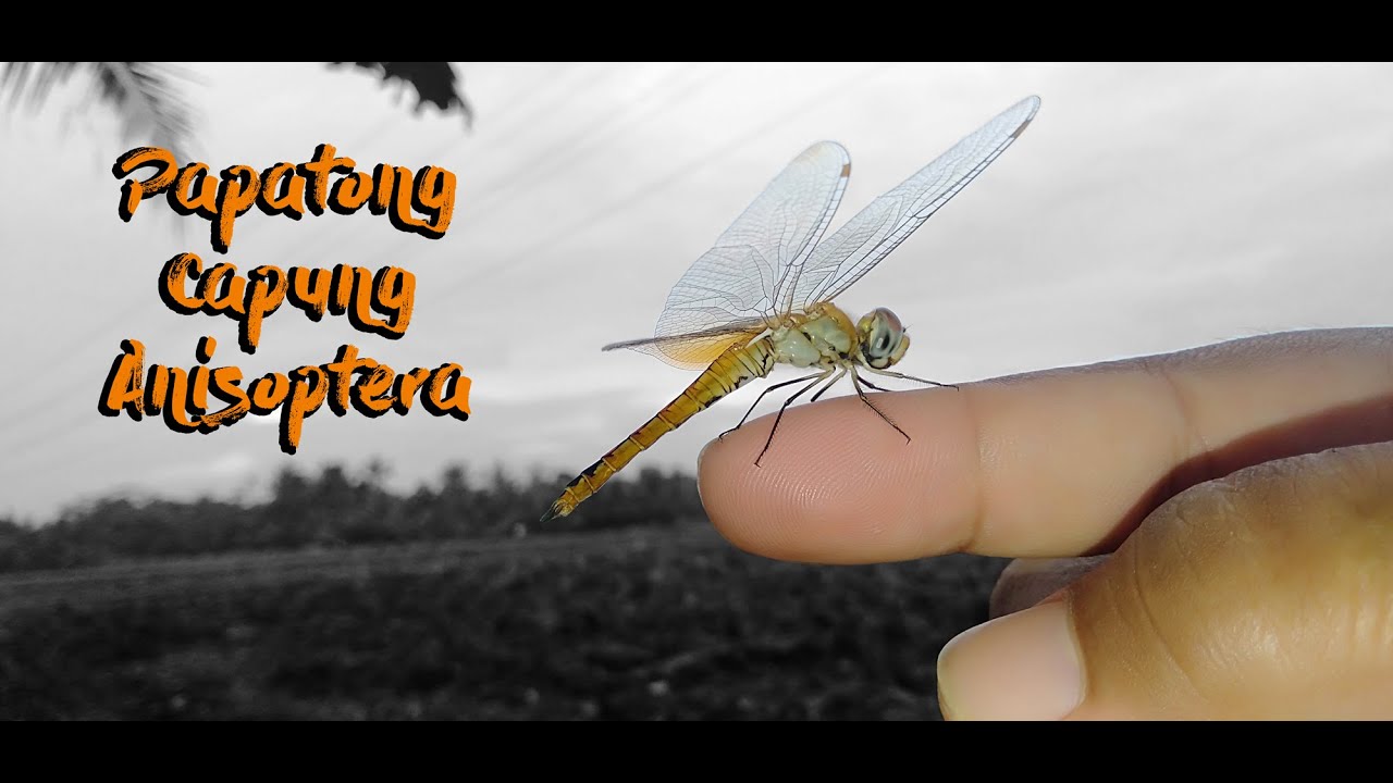 Papatong Capung | Anisoptera - YouTube
