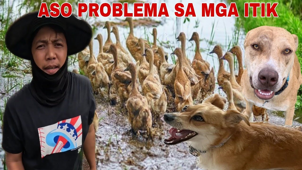 Mga itik sinasalakay ng Aso ang itlog Pagtatanim ng mga bagong binhi ng ...