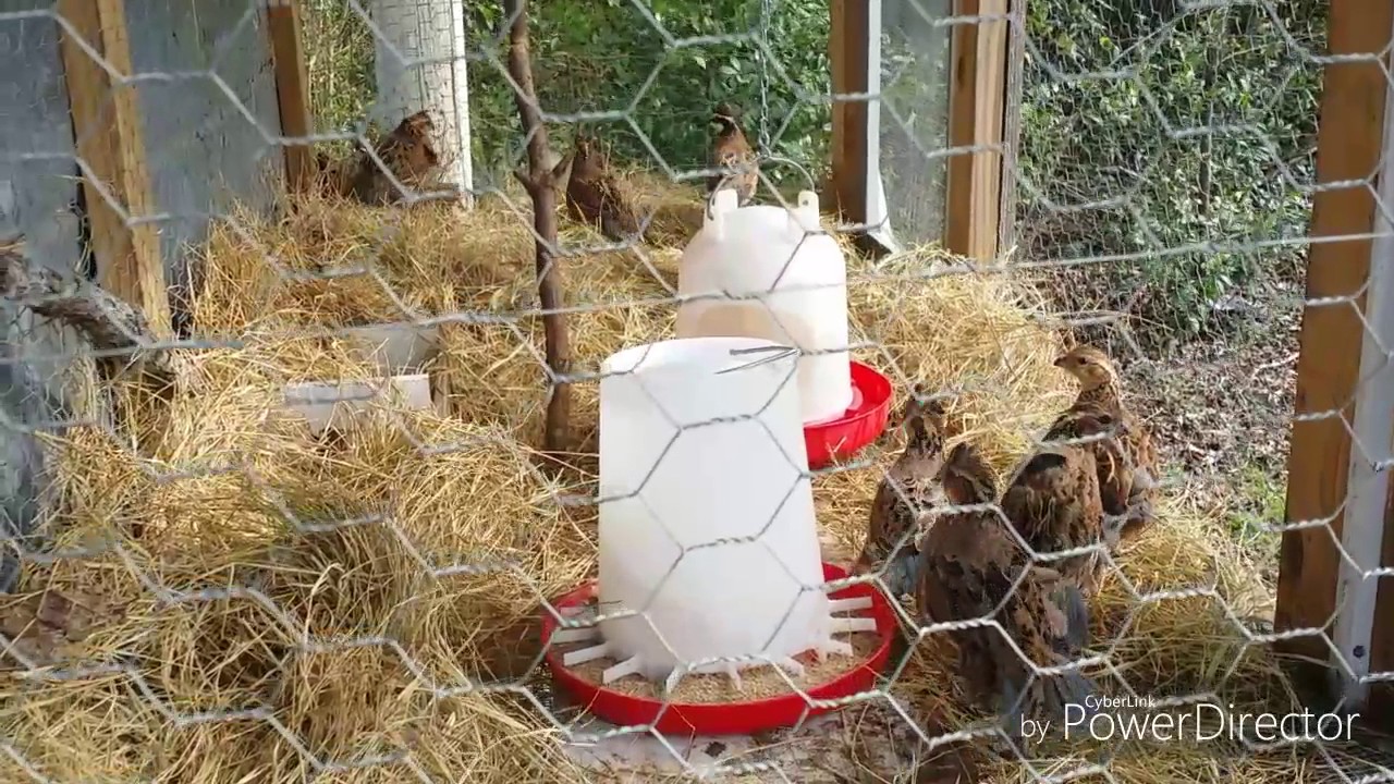 The Bobwhite Quail Have Come To Roost - YouTube