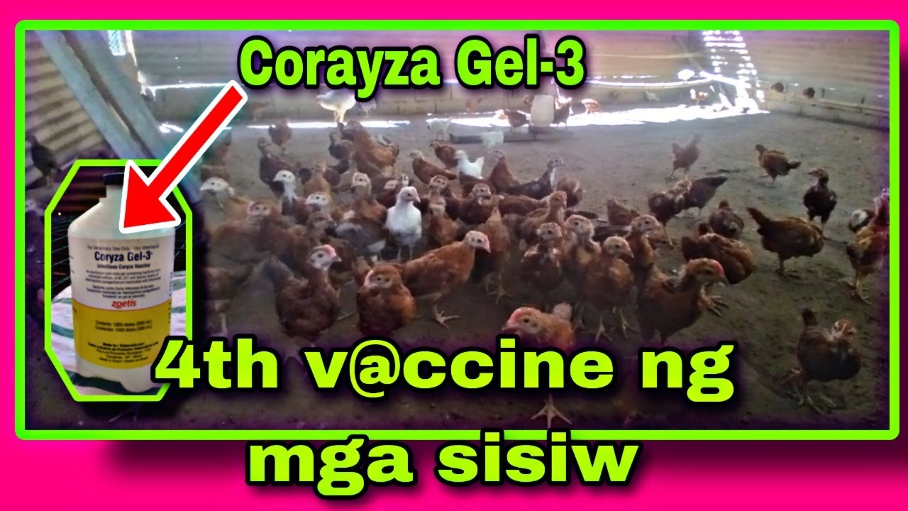 4TH V@CCINE NG MGA SISIW | CORYZA GEL-3 #rhodeisland #buhaybukid # ...
