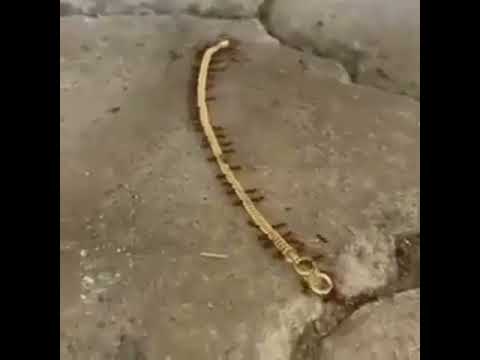 Ants Stealing Gold Chain - YouTube