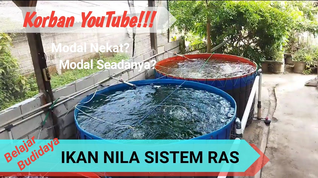 BELAJAR BUDIDAYA IKAN NILA SISTEM RAS//ruwangtumbuh Bag_1 - YouTube